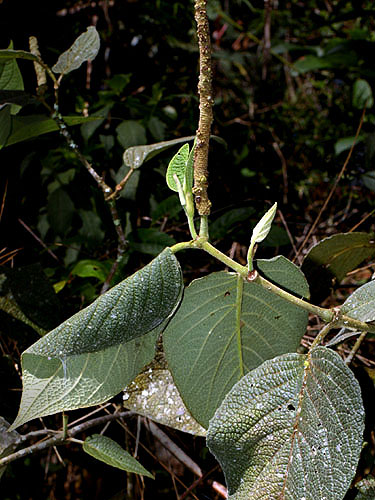 Piper | Live Plant Photos | The Field Museum