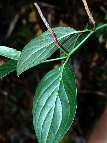 Piper | Live Plant Photos | The Field Museum