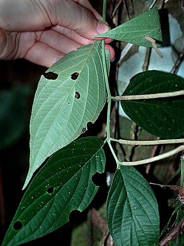 Piper hispidum | Fotos de Campo | The Field Museum
