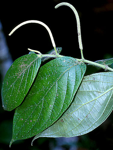 Piper | Fotos de Campo | The Field Museum