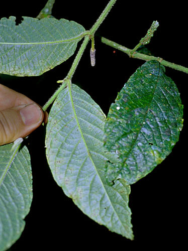 Piper | Live Plant Photos | The Field Museum