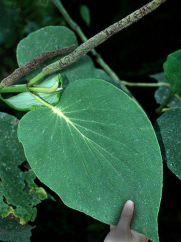 Piper | Live Plant Photos | The Field Museum