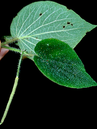 Piper | Live Plant Photos | The Field Museum