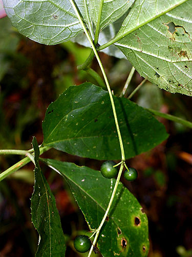 Cayaponia | Live Plant Photos | The Field Museum