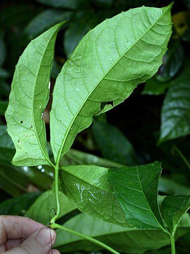 Cayaponia | Live Plant Photos | The Field Museum