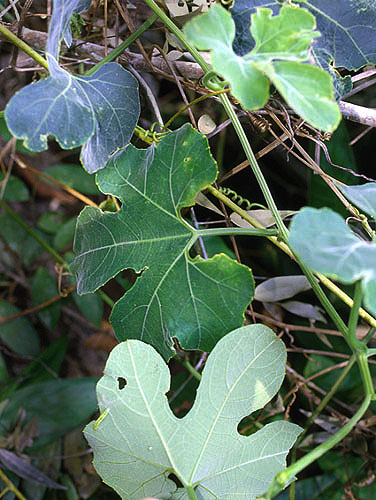 Cayaponia | Live Plant Photos | The Field Museum
