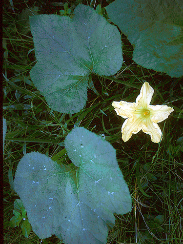 Cucurbita moschata | Live Plant Photos | The Field Museum