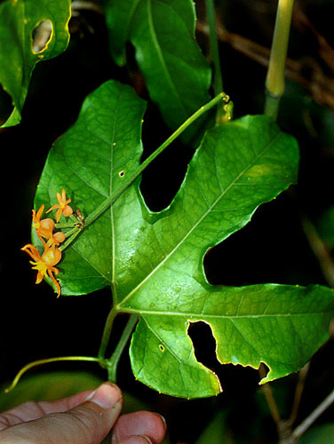 Gurania acuminata | Fotos de Campo | The Field Museum