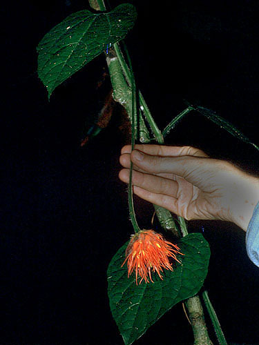 Gurania eriantha | Live Plant Photos | The Field Museum