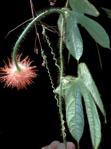 Gurania eriantha | Fotos de Campo | The Field Museum