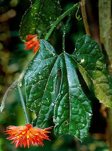 Gurania pycnocephala | Fotos de Campo | The Field Museum