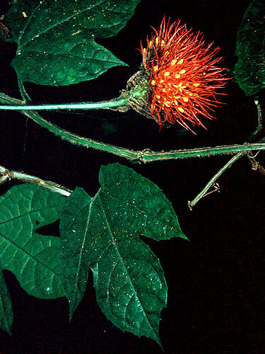 Gurania pycnocephala | Fotos de Campo | The Field Museum