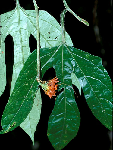 Gurania | Live Plant Photos | The Field Museum