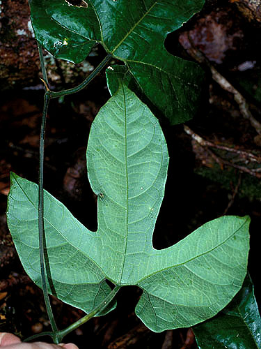 Gurania | Live Plant Photos | The Field Museum