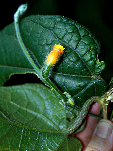 Gurania | Live Plant Photos | The Field Museum