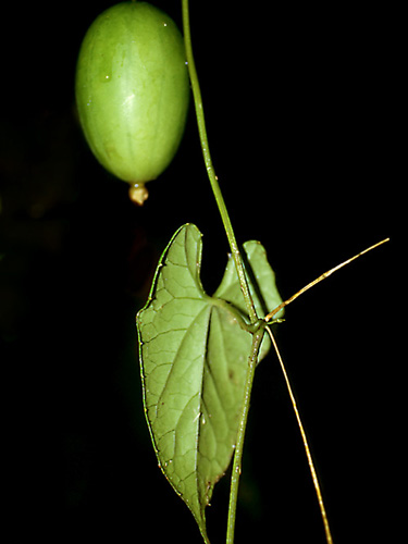 Melothria | Live Plant Photos | The Field Museum