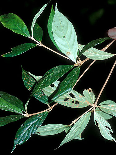Amaioua intermedia | Live Plant Photos | The Field Museum