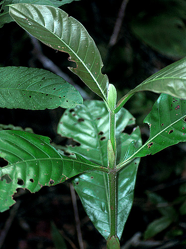 Capirona decorticans | Live Plant Photos | The Field Museum