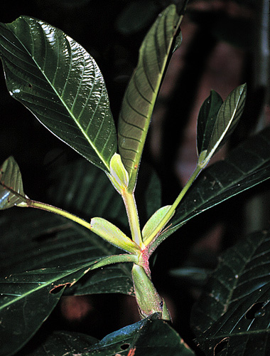 Capirona decorticans | Fotos de Campo | The Field Museum