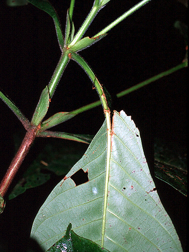 Capirona decorticans | Fotos de Campo | The Field Museum