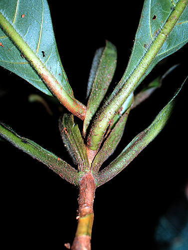 Capirona decorticans | Live Plant Photos | The Field Museum