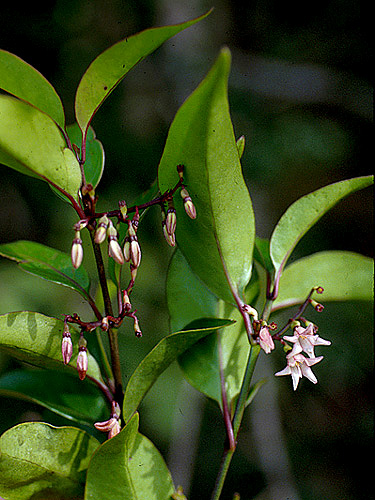 Chiococca | Fotos de Campo | The Field Museum