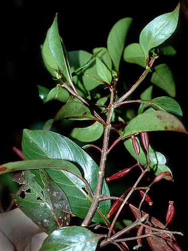 Cinchona | Fotos de Campo | The Field Museum