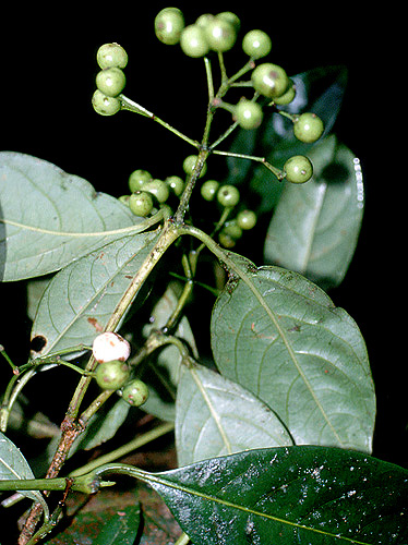 Coussarea | Live Plant Photos | The Field Museum