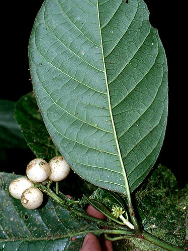 Coussarea | Live Plant Photos | The Field Museum