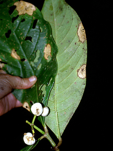 Coussarea | Live Plant Photos | The Field Museum