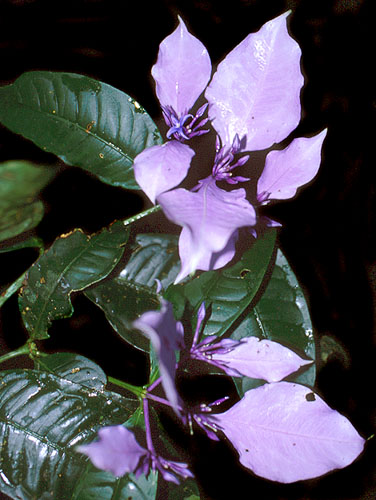 Faramea anisocalyx | Live Plant Photos | The Field Museum