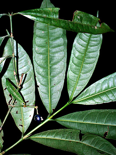 Faramea | Fotos de Campo | The Field Museum