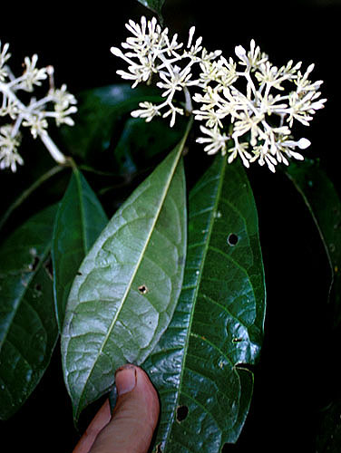 Faramea | Fotos de Campo | The Field Museum