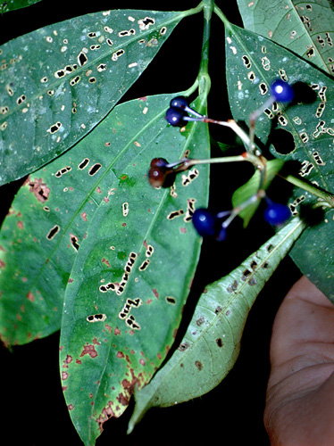 Faramea | Live Plant Photos | The Field Museum