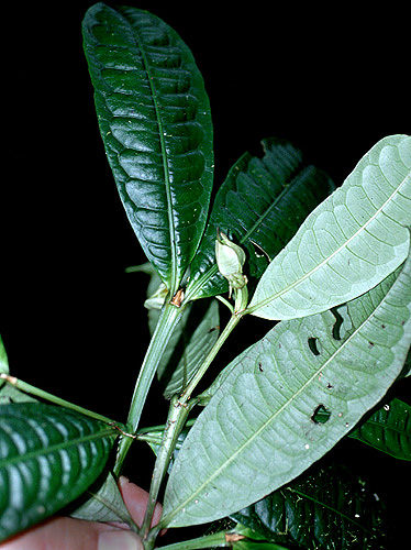 Faramea | Fotos de Campo | The Field Museum