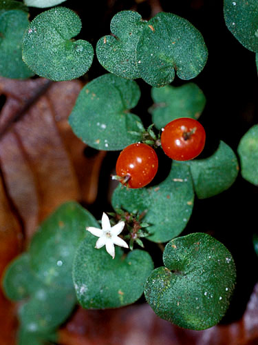 Geophila | Live Plant Photos | The Field Museum