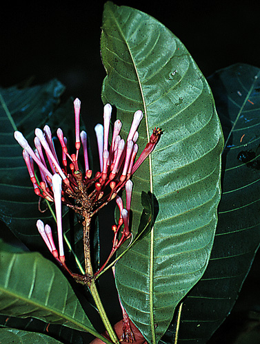 Isertia rosea | Live Plant Photos | The Field Museum
