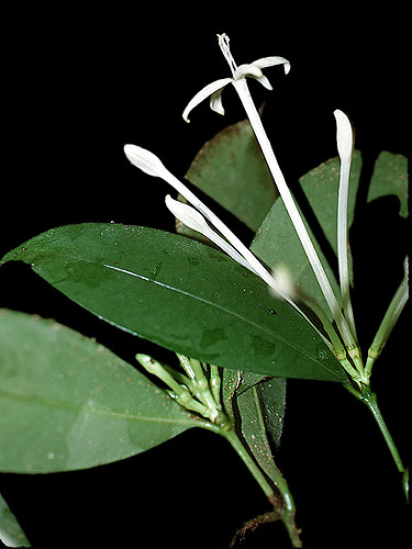 Ixora | Live Plant Photos | The Field Museum