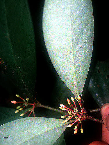 Ixora | Fotos de Campo | The Field Museum