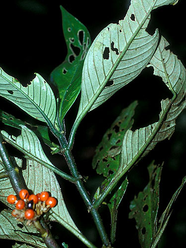 Notopleura | Fotos de Campo | The Field Museum