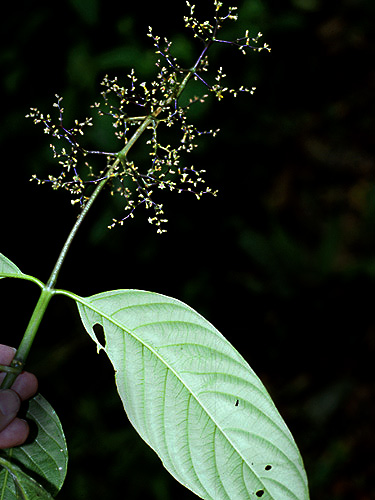 Psychotria bertieroides | Fotos de Campo | The Field Museum