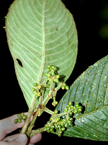 Psychotria mapirensis | Live Plant Photos | The Field Museum