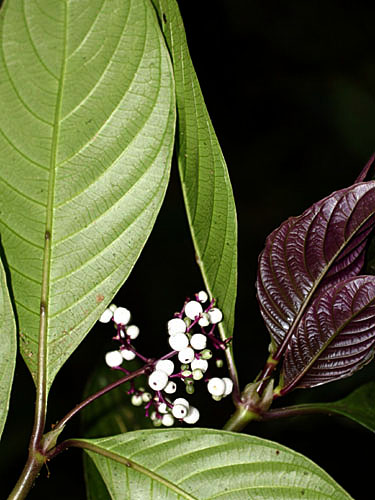 Palicourea carruthersii | Live Plant Photos | The Field Museum