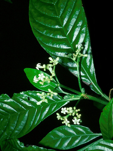 Psychotria nervosa | Fotos de Campo | The Field Museum