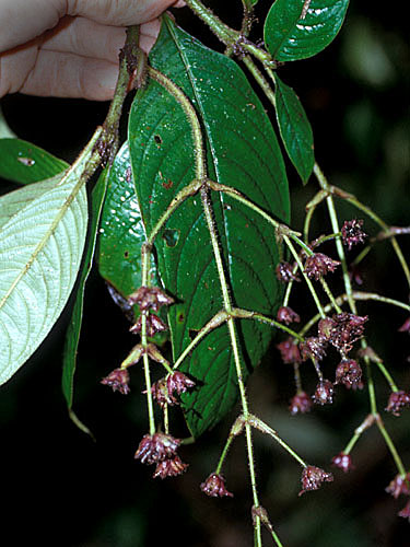 Psychotria | Live Plant Photos | The Field Museum