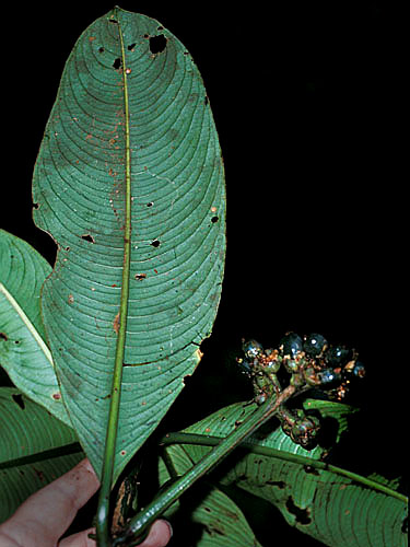 Psychotria | Fotos de Campo | The Field Museum