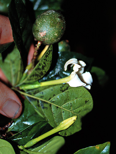 Randia | Live Plant Photos | The Field Museum