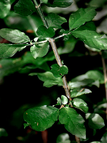 Randia | Fotos de Campo | The Field Museum
