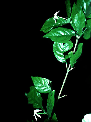 Randia | Fotos de Campo | The Field Museum