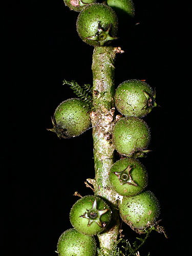 Randia | Fotos de Campo | The Field Museum